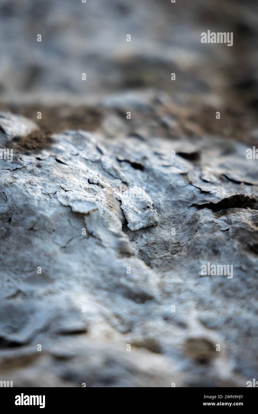 Sonoran desert national park photos hi-res stock photography and images ...