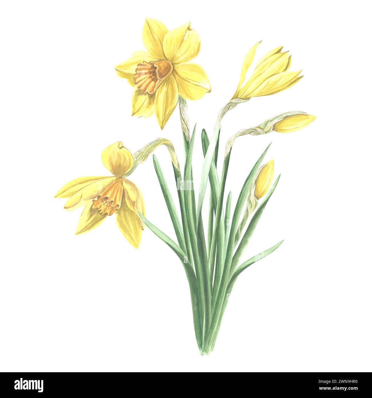 Bouquet of yellow daffodils. Isolated hand drawn watercolor ...