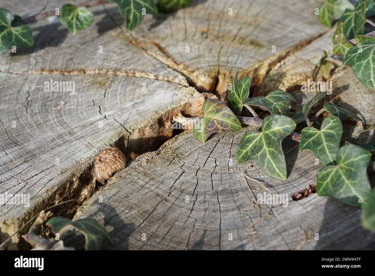 Tree trunk tree stump hi-res stock photography and images - Alamy