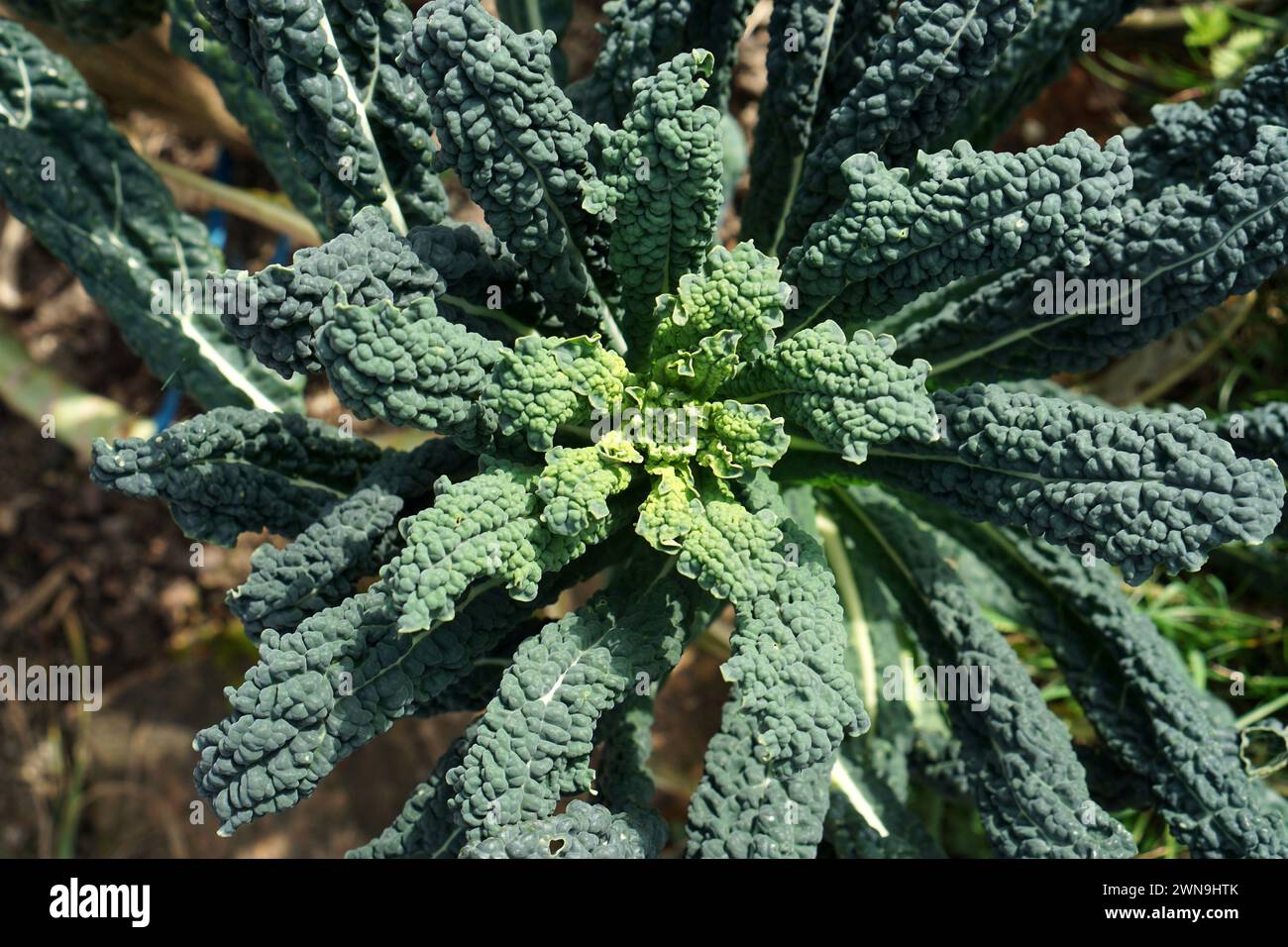 Tuscan kale plant starting blooming in spring Stock Photo - Alamy