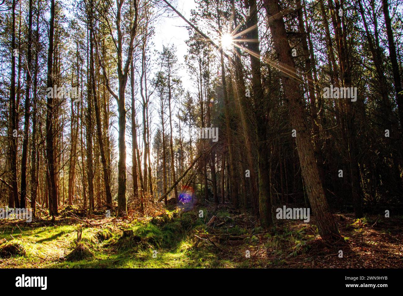Dundee, Tayside, Scotland, UK. 1st Mar, 2024. UK Weather: Magnificent ...