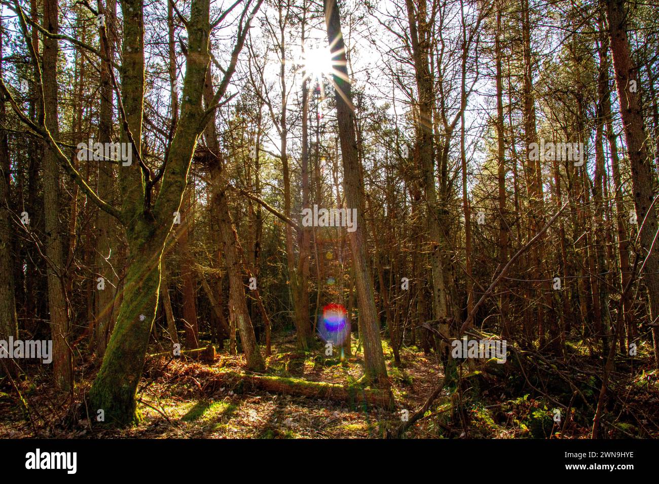 Dundee, Tayside, Scotland, UK. 1st Mar, 2024. UK Weather: Magnificent ...