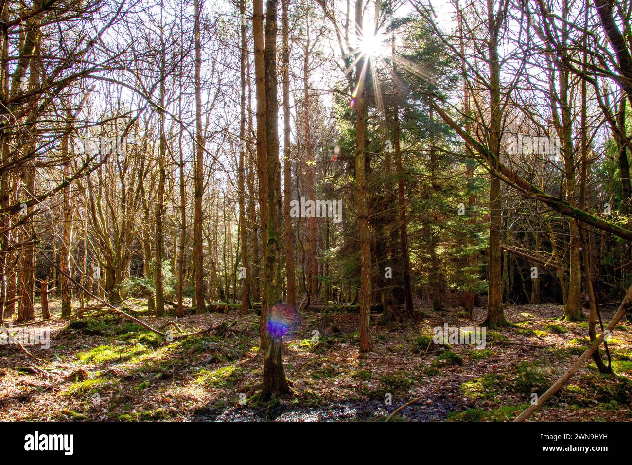 Dundee, Tayside, Scotland, UK. 1st Mar, 2024. UK Weather: Magnificent ...