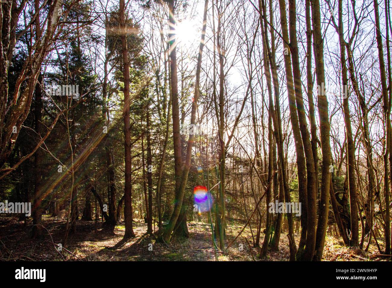 Dundee, Tayside, Scotland, UK. 1st Mar, 2024. UK Weather: Magnificent ...