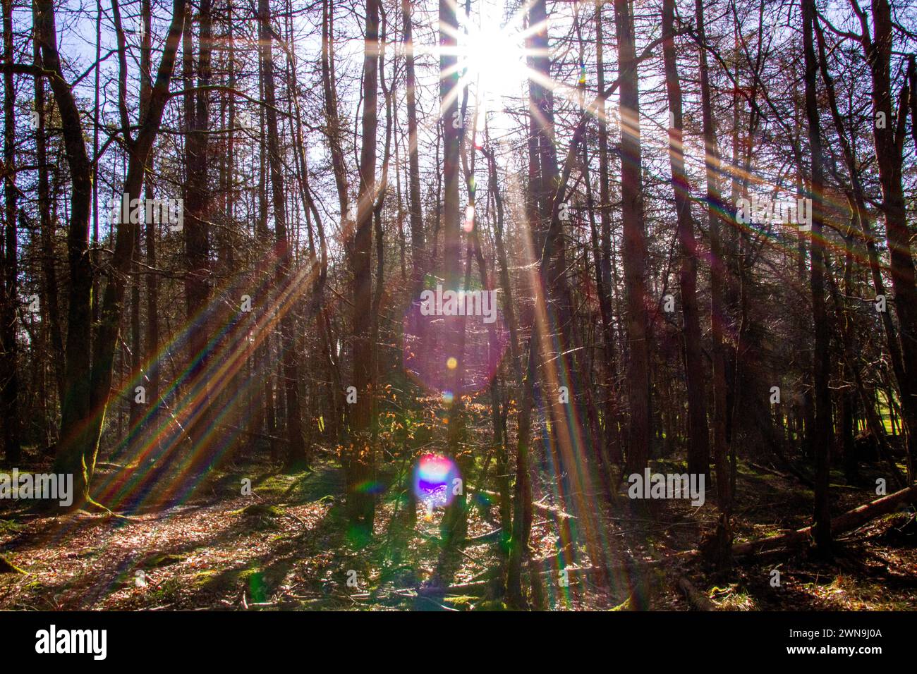 Dundee, Tayside, Scotland, UK. 1st Mar, 2024. UK Weather: Magnificent ...