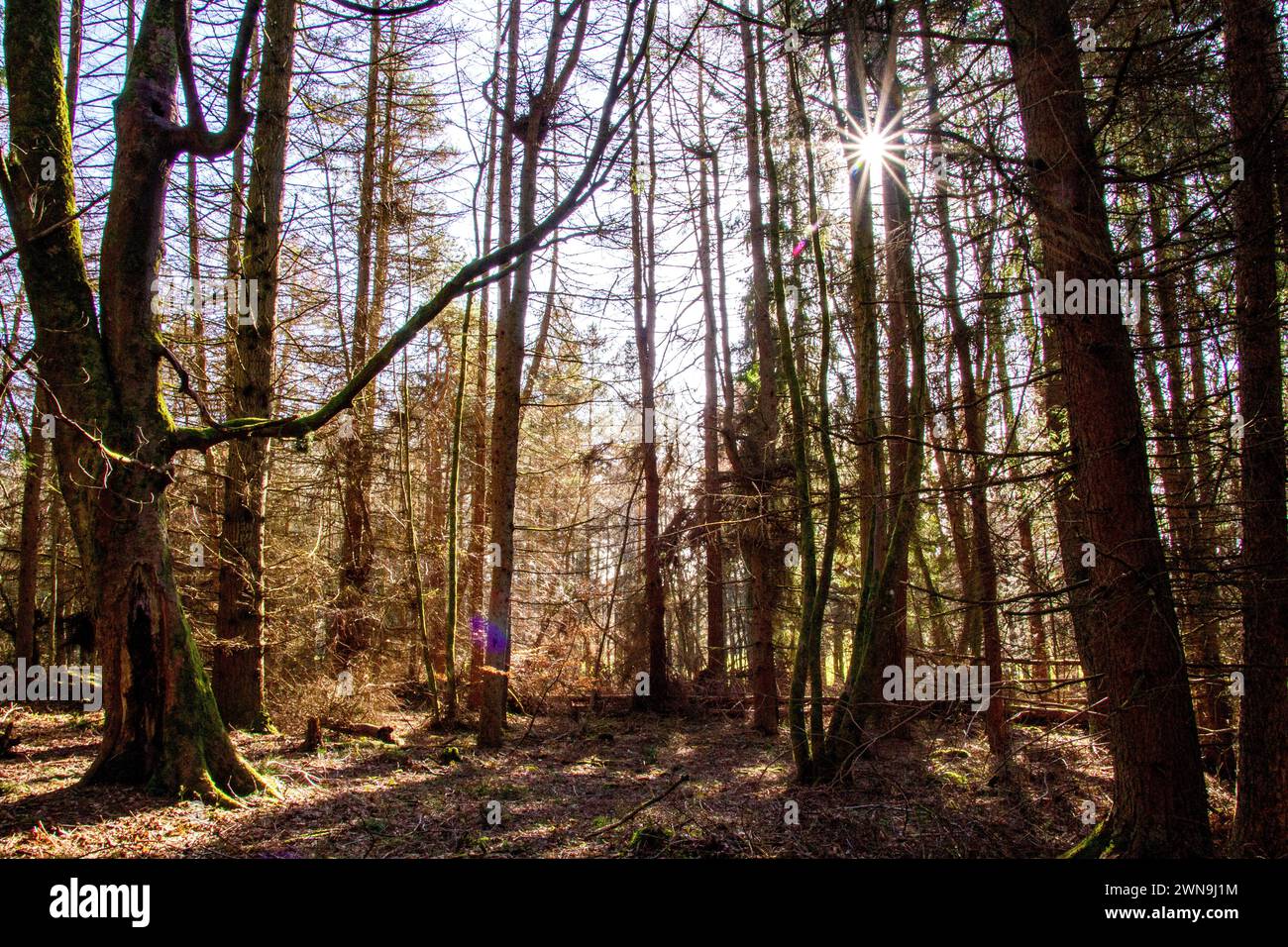 Dundee, Tayside, Scotland, UK. 1st Mar, 2024. UK Weather: Magnificent ...