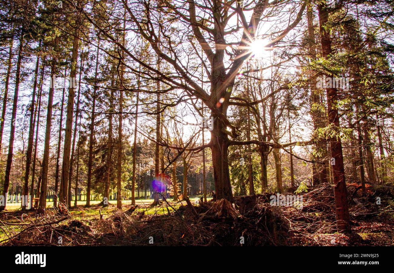 Dundee, Tayside, Scotland, UK. 1st Mar, 2024. UK Weather: Magnificent ...
