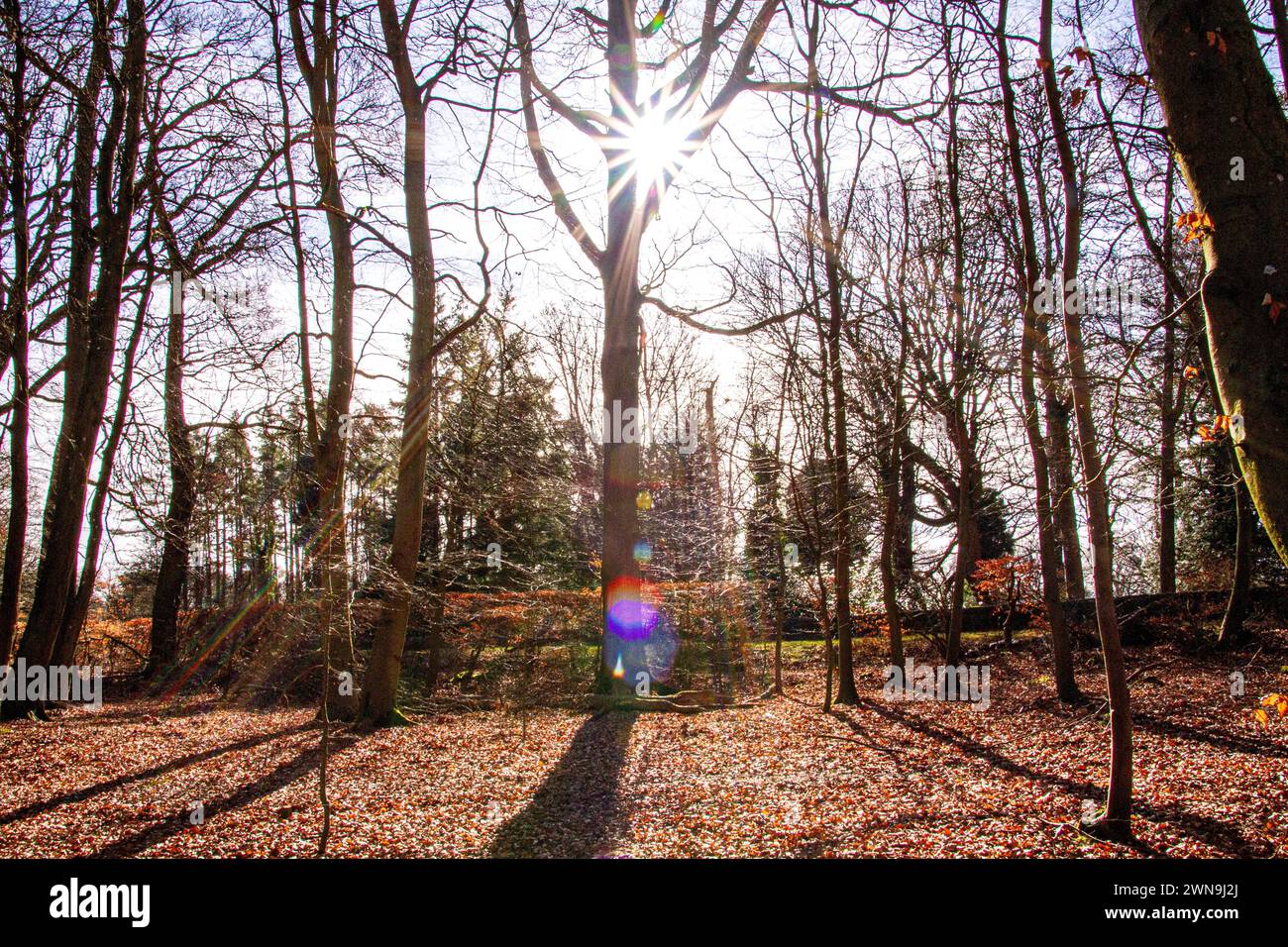 Dundee, Tayside, Scotland, UK. 1st Mar, 2024. UK Weather: Magnificent ...