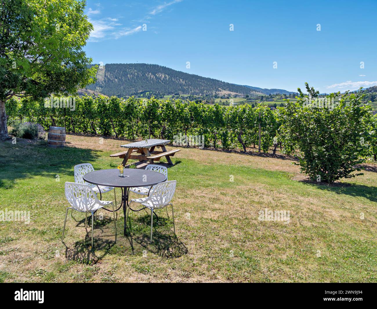Rural cafe with beautiful pastoral overview of vineyard and mountains ...