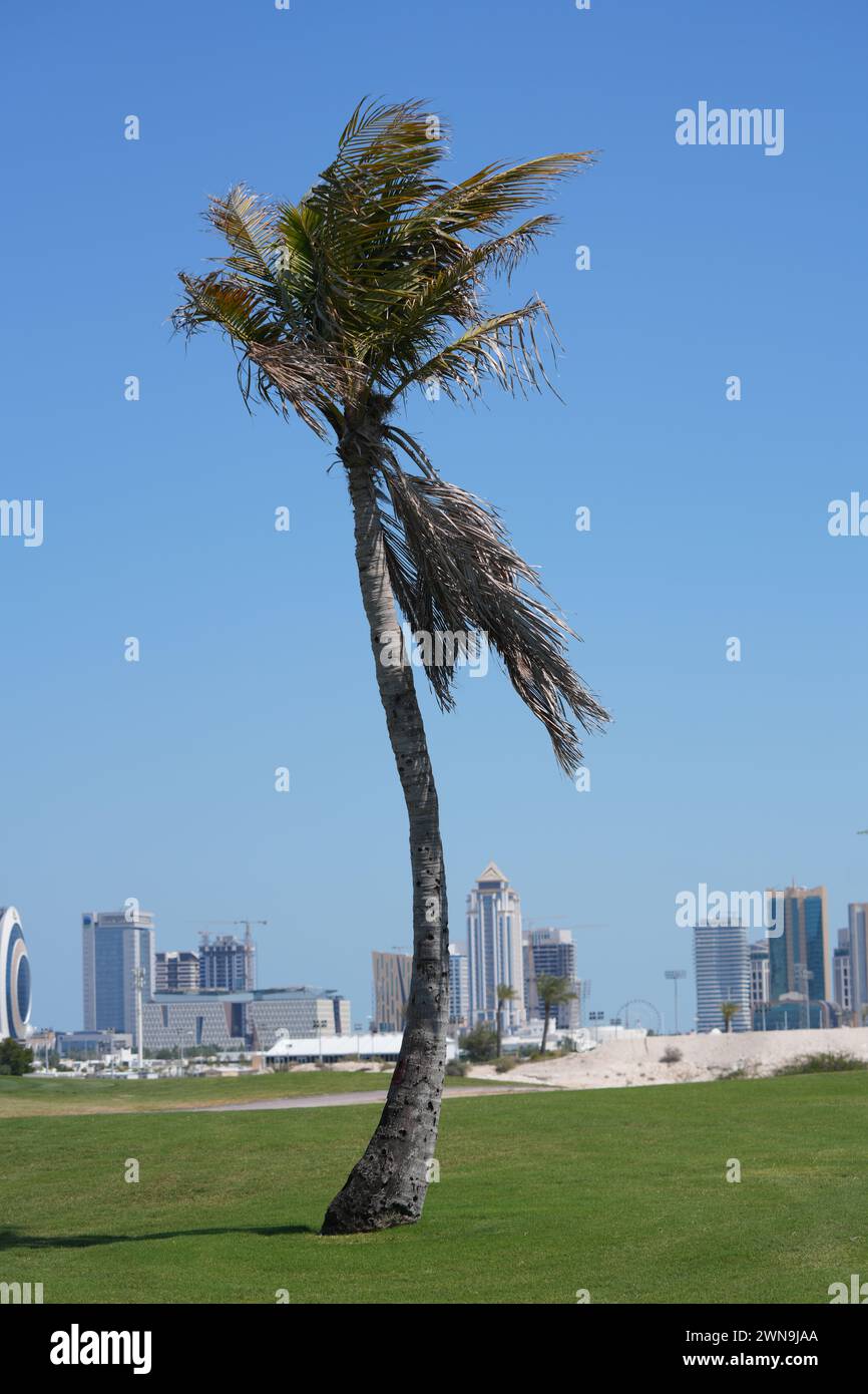 A rare coconut tree spotted in Qatar on February 29, 2024 Friday at ...