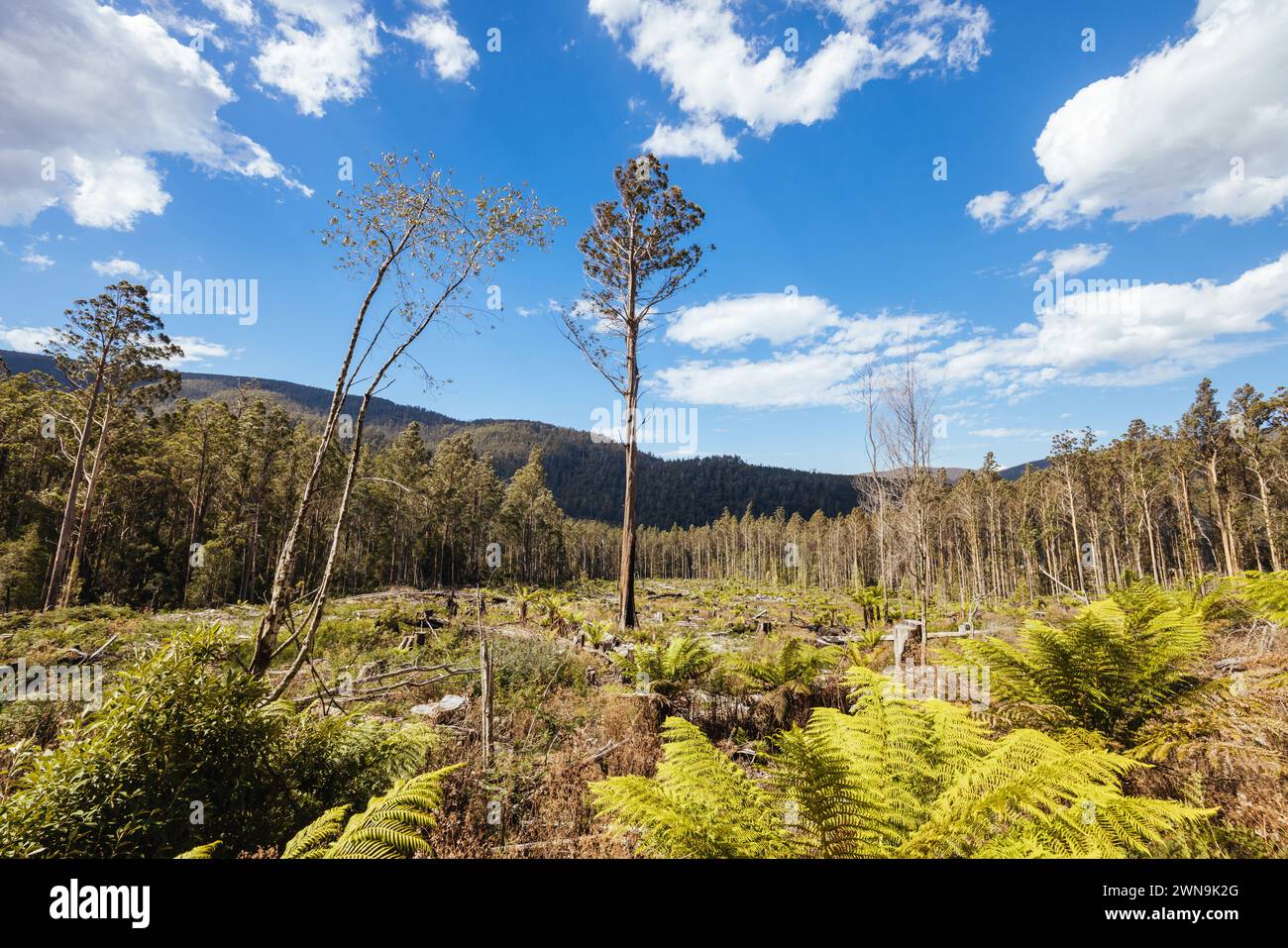 Old Growth Forest Logging in Styx Valley Tasmania Australia Stock Photo ...