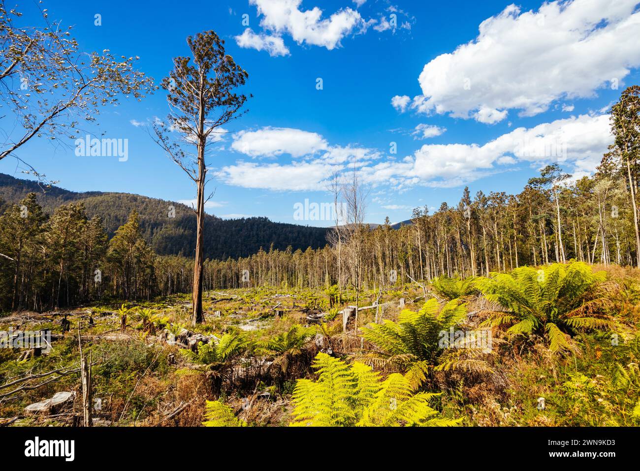 Old Growth Forest Logging in Styx Valley Tasmania Australia Stock Photo ...