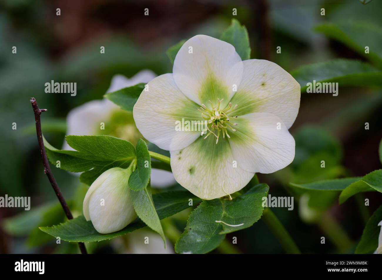 Lebendige rose hi-res stock photography and images - Alamy