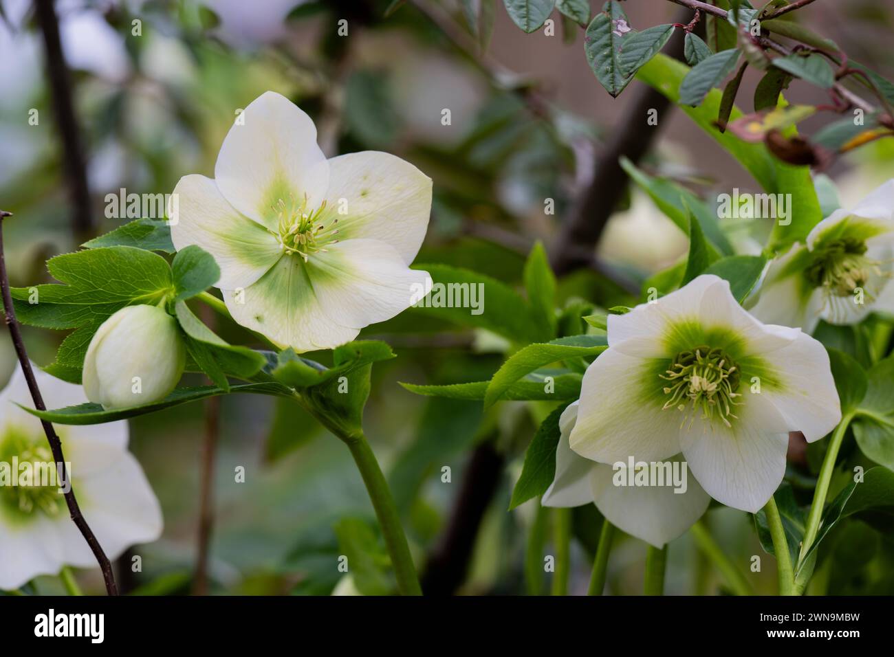 Lebendige rose hi-res stock photography and images - Alamy