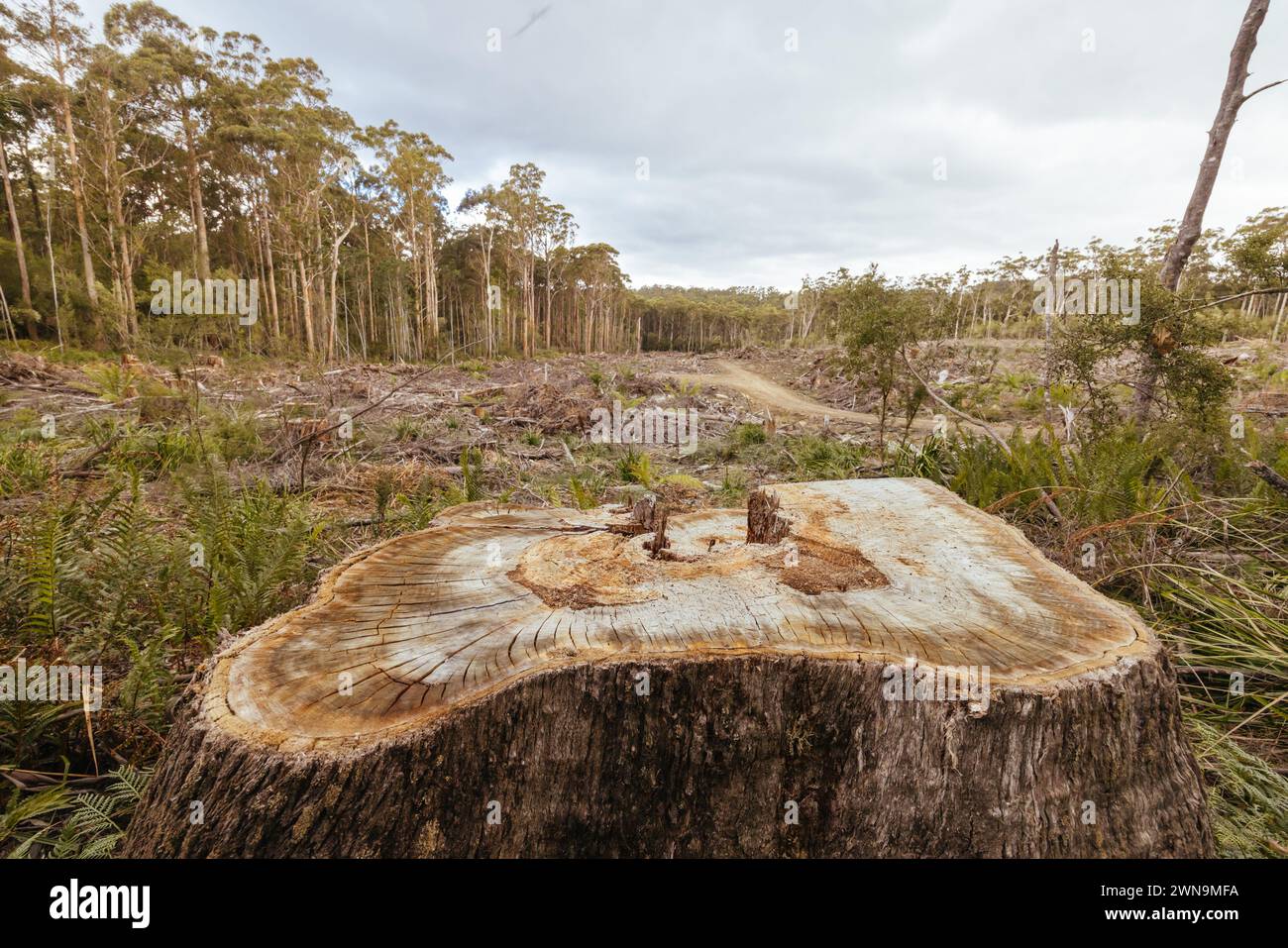 Old Growth Logging in Southwest National Park Tasmania Australia Stock ...