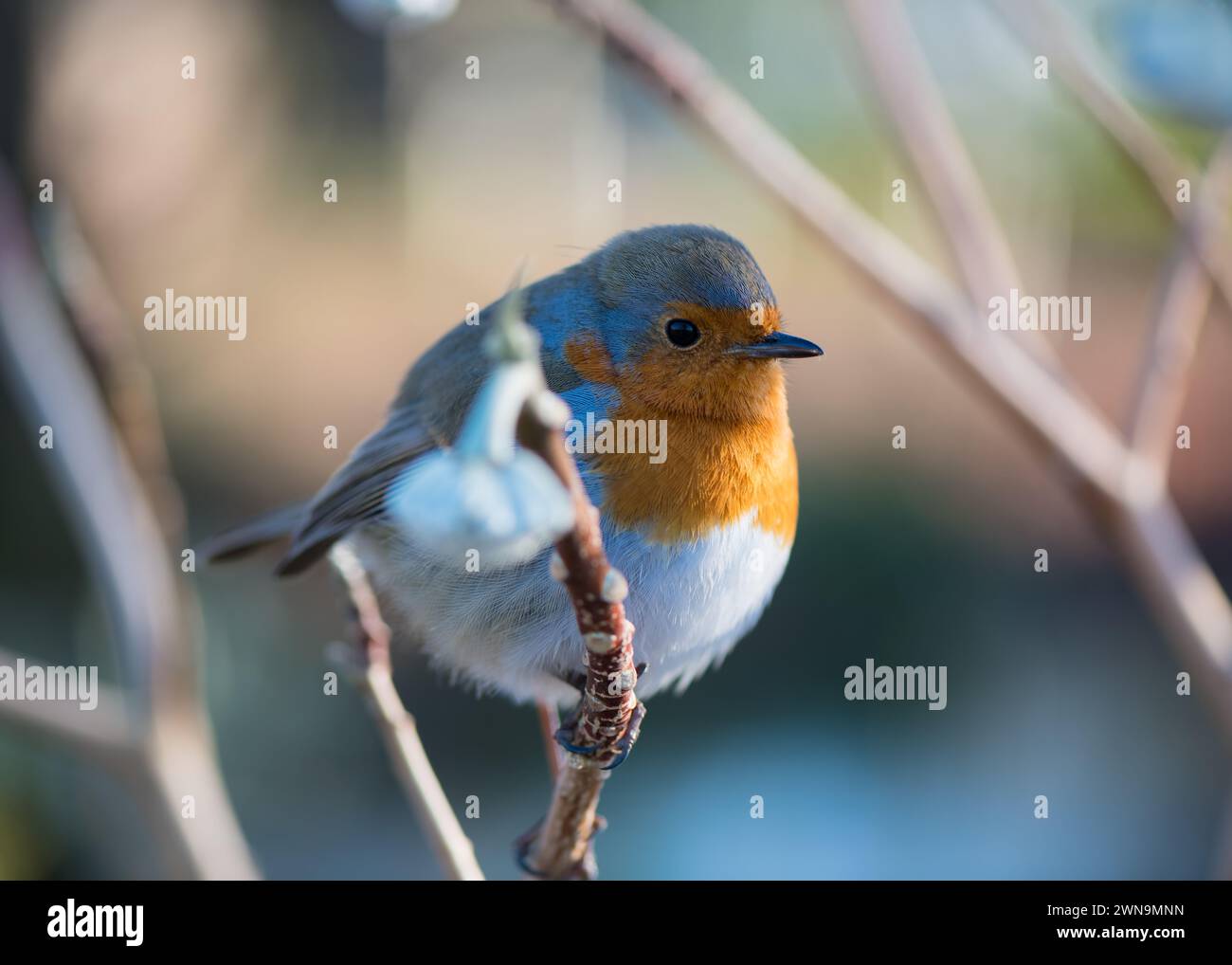 European robin at winter Stock Photo - Alamy