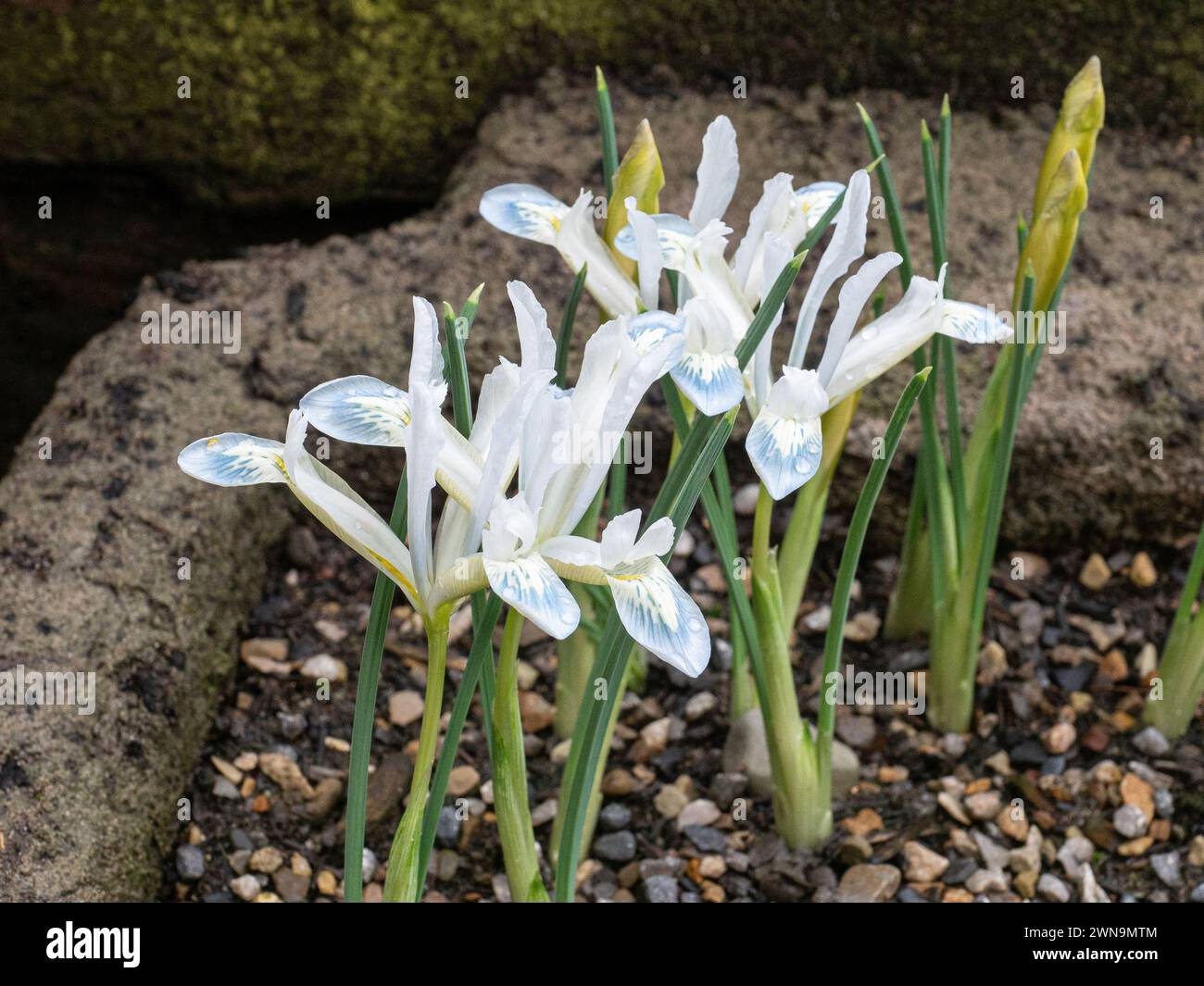 The delicate white flowers of Iris reticulata 'Frozen Plant' Stock ...