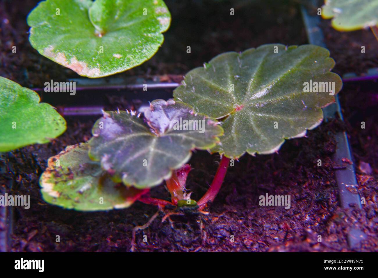 Sowing seed in propagator hi-res stock photography and images - Alamy