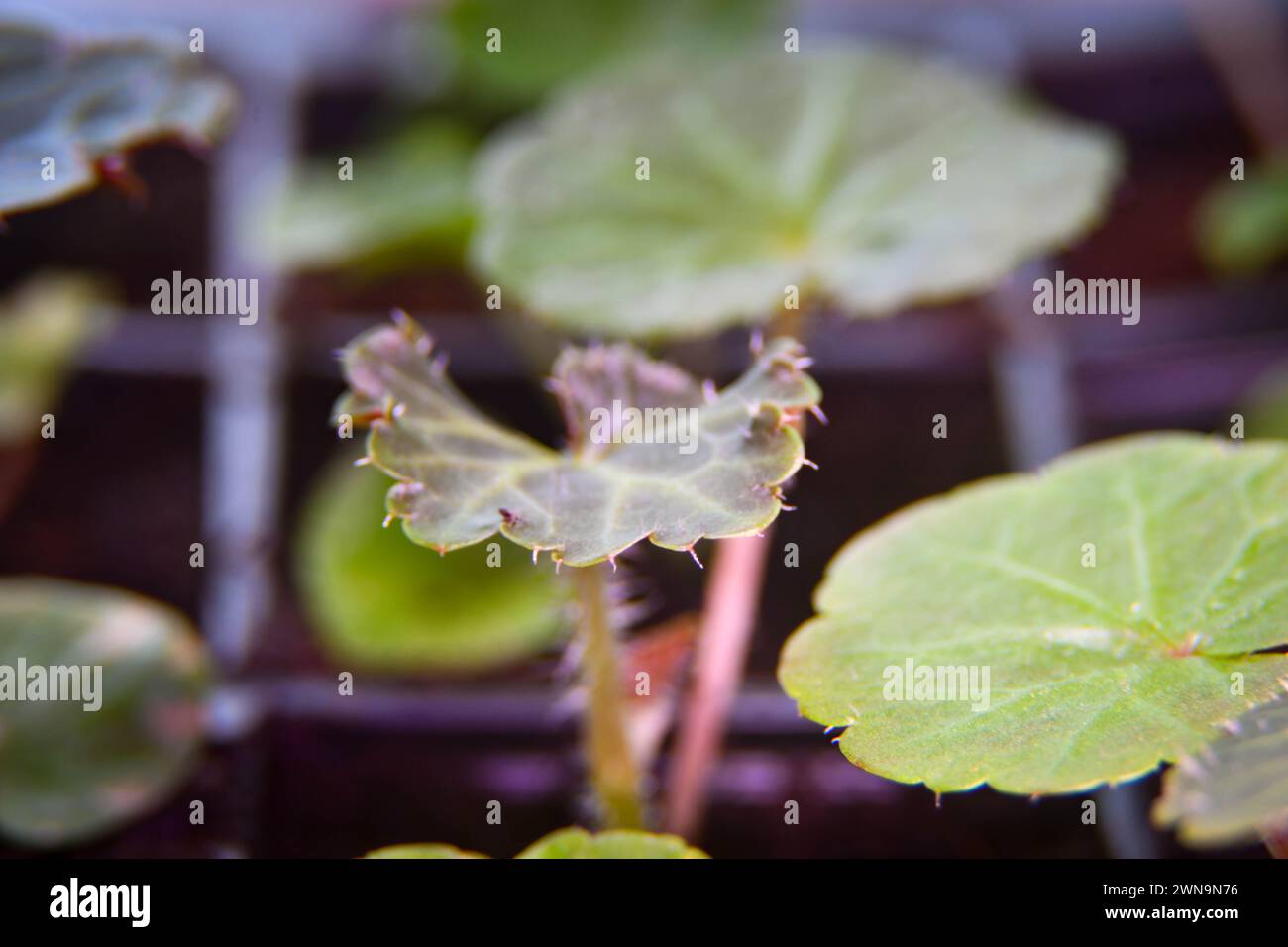 Growing lights hi-res stock photography and images - Alamy