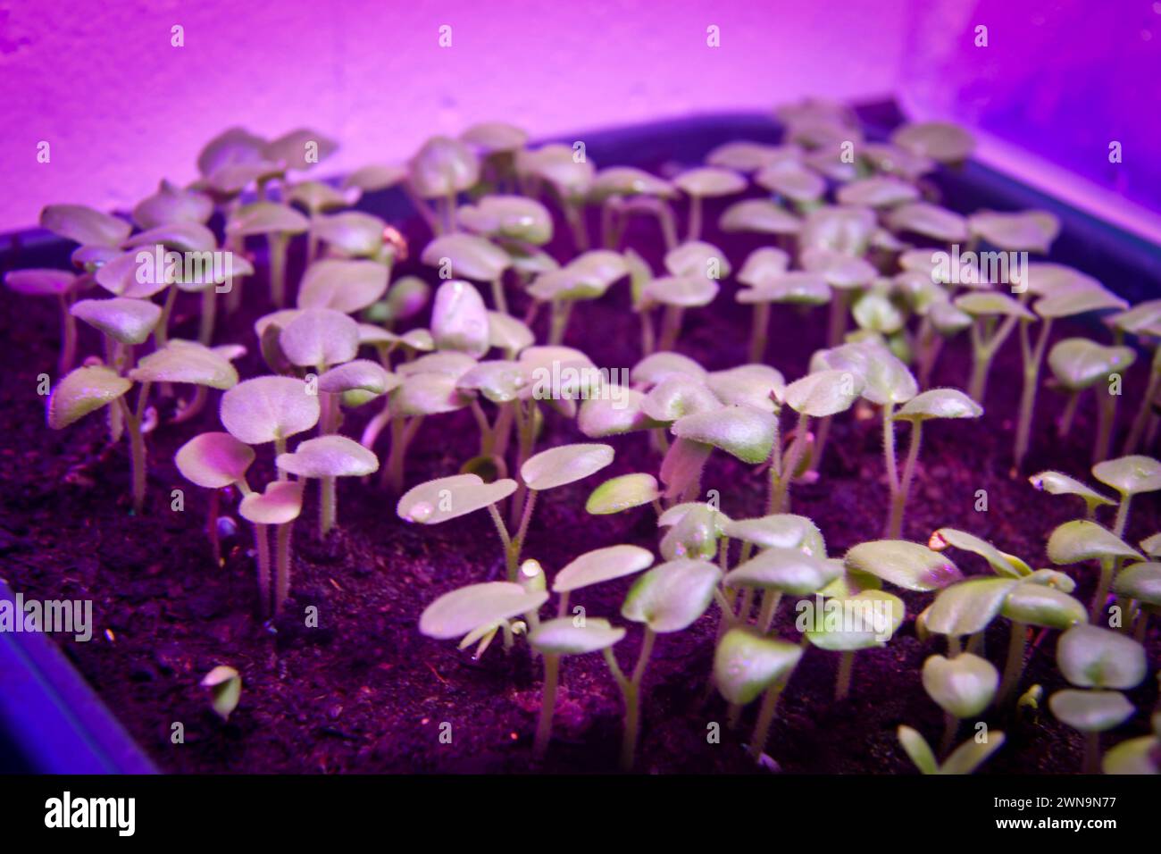 young seedling growing Stock Photo - Alamy