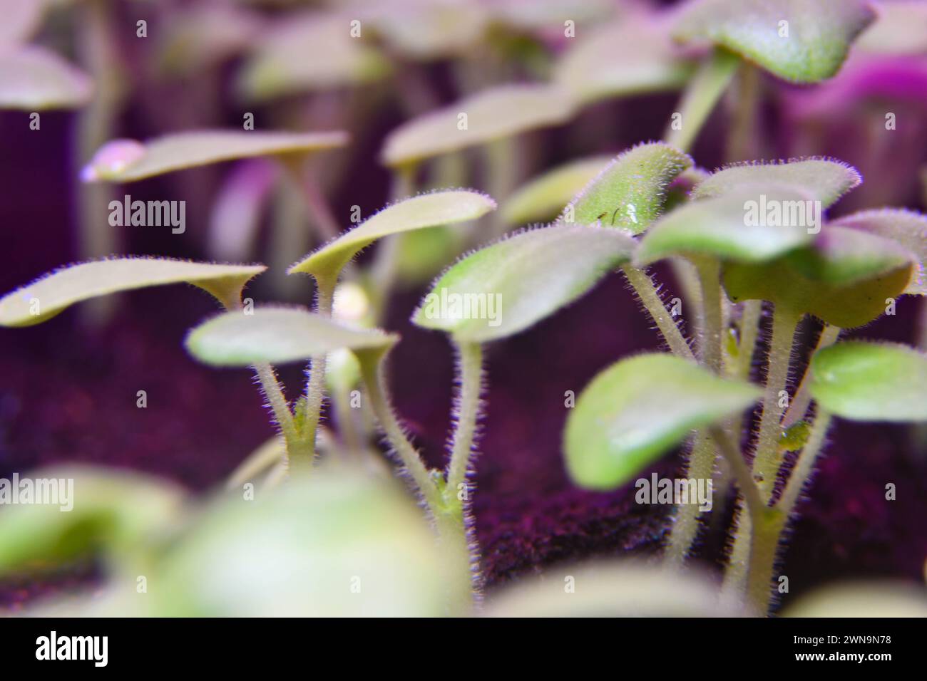 Growing lights hi-res stock photography and images - Alamy