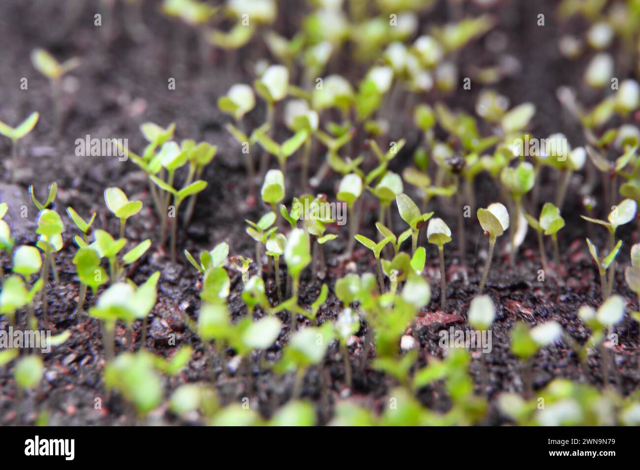 Growing seed hi-res stock photography and images - Alamy