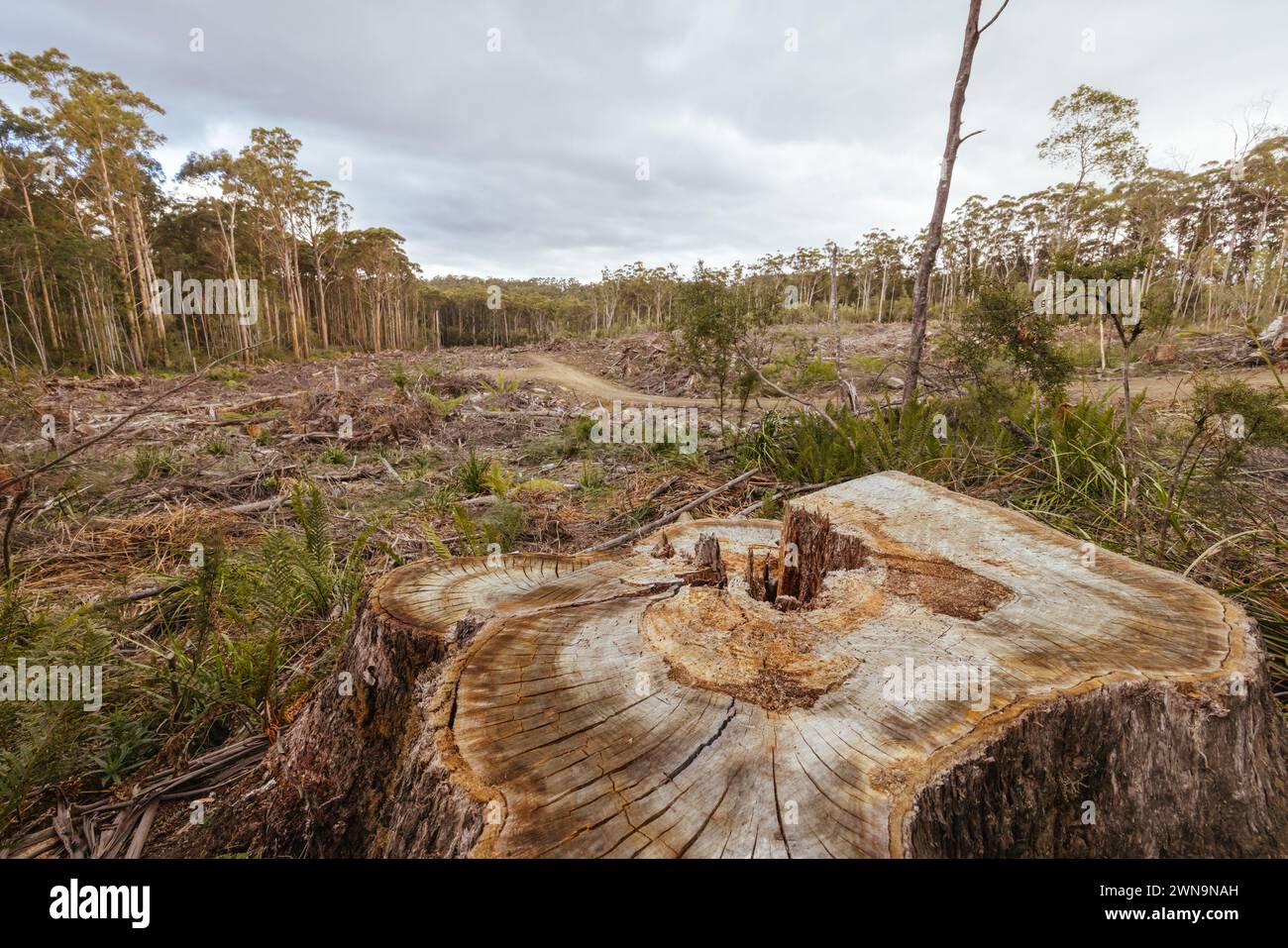 Old Growth Logging in Southwest National Park Tasmania Australia Stock ...