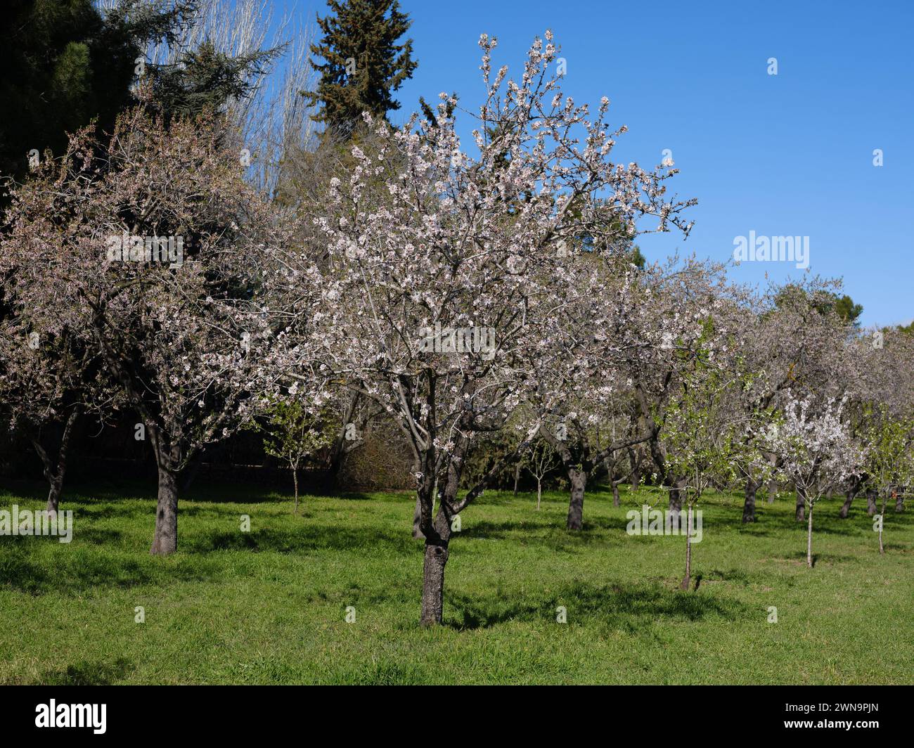 vist of the Almond Trees in bloom in the Quinta de los Molinos park in ...
