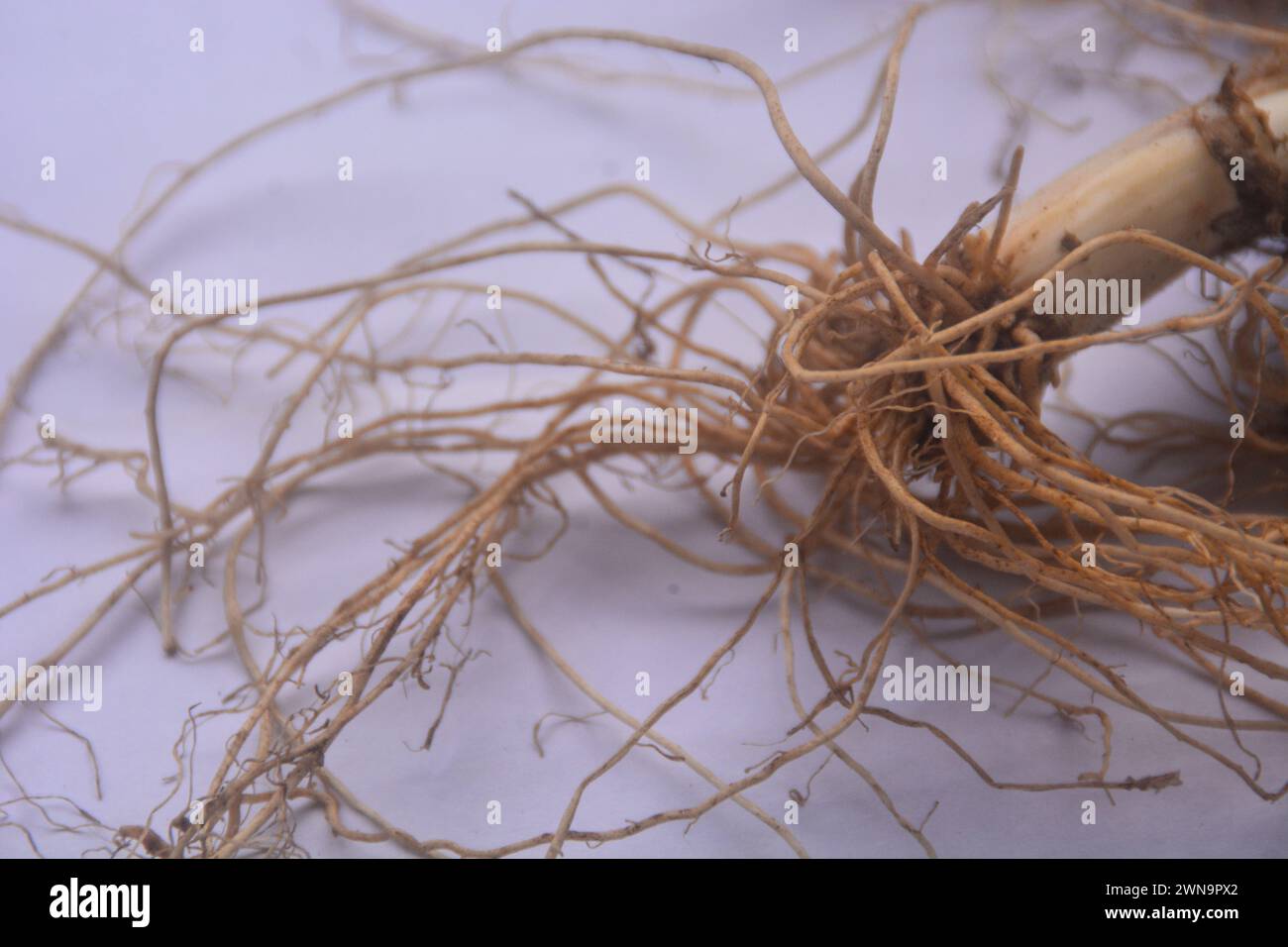 close up view of the root of leeks, has fibrous roots. The roots of ...