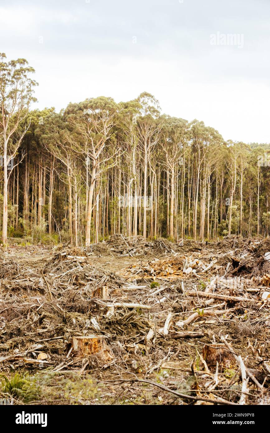 Old Growth Logging in Southwest National Park Tasmania Australia Stock ...