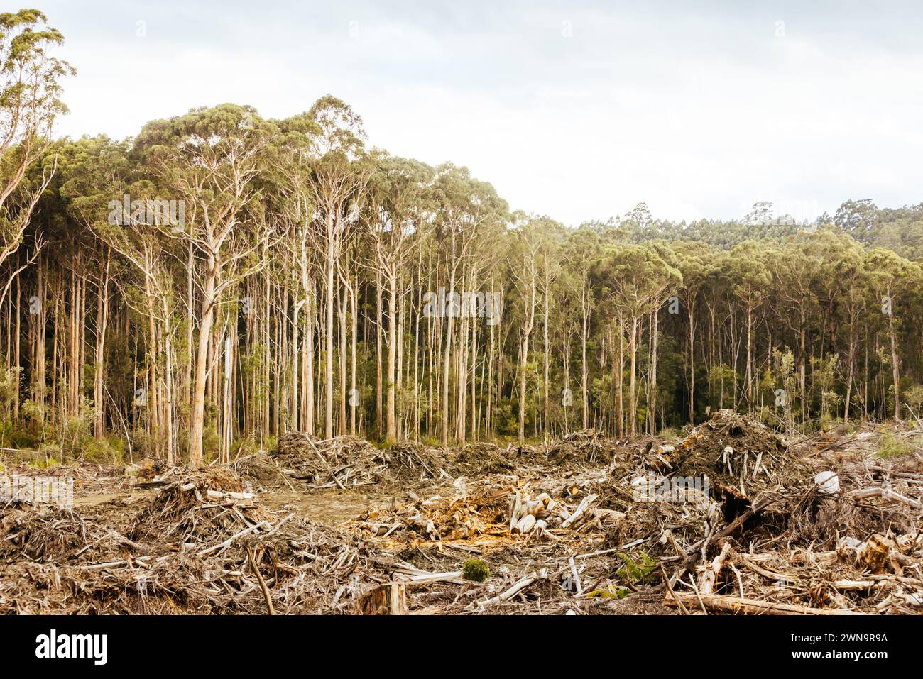 Old Growth Logging in Southwest National Park Tasmania Australia Stock ...