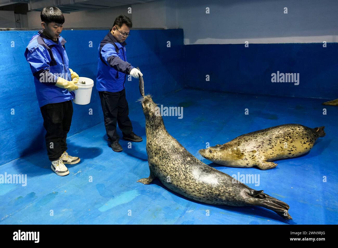(240301) -- DALIAN, March 1, 2024 (Xinhua) -- Dr. Luo Jun (R) feeds a ...