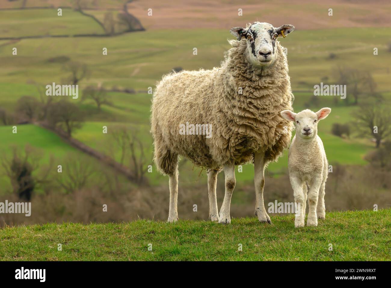 Lamb facing camera hi-res stock photography and images - Alamy