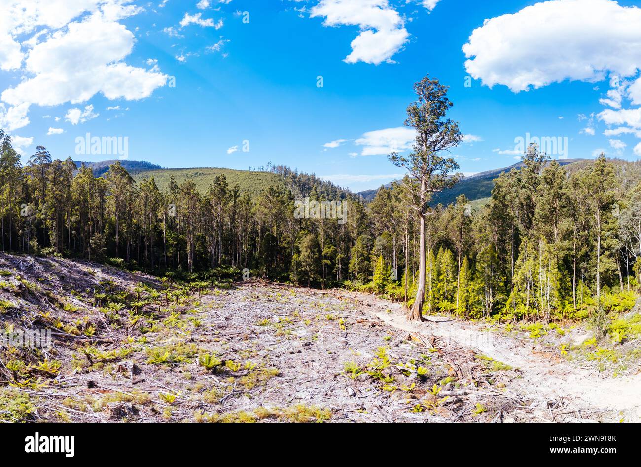 Old Growth Forest Logging in Styx Valley Tasmania Australia Stock Photo ...