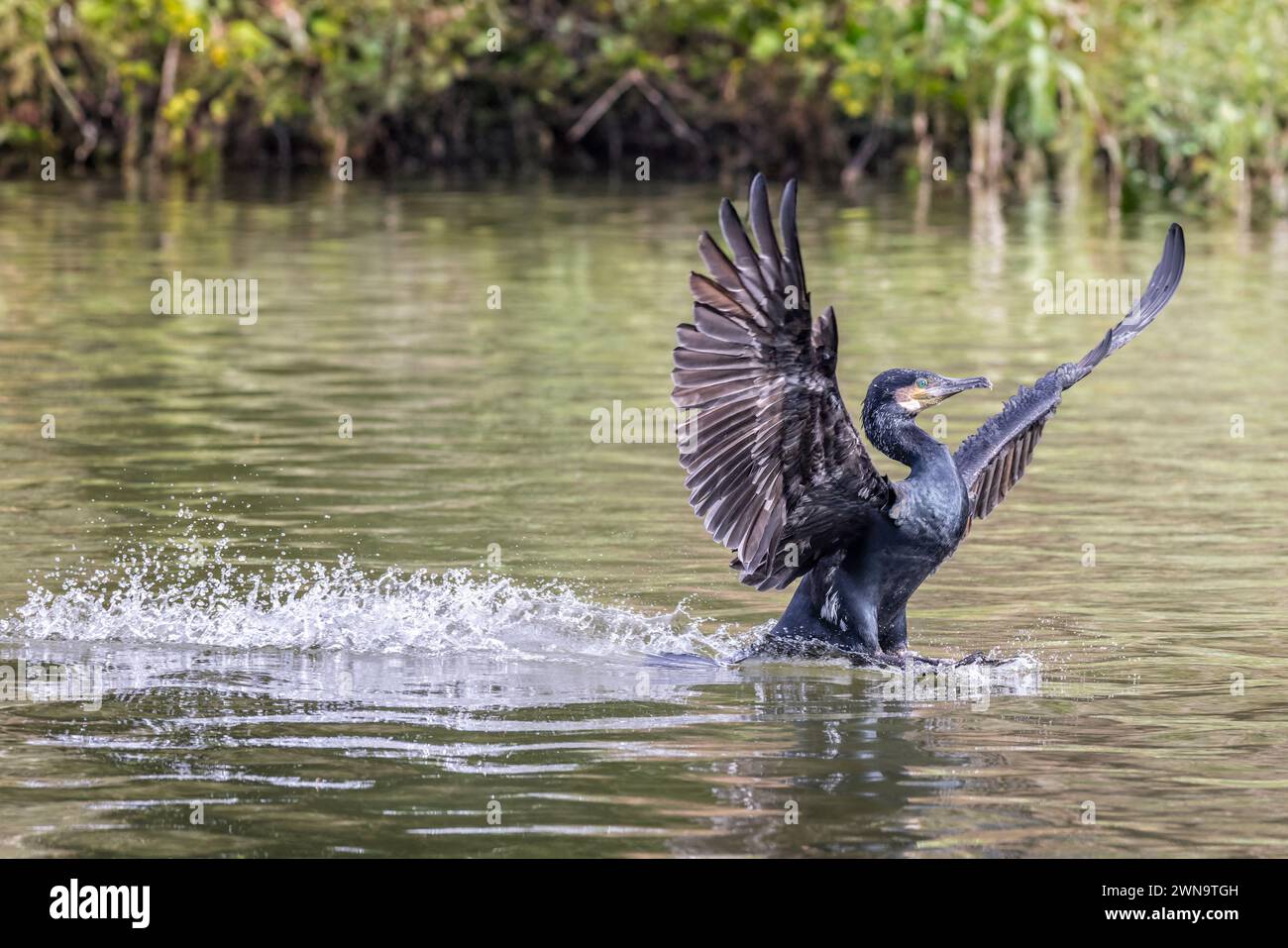 Close up of a comorant landing on lake surface with wings spread Stock ...