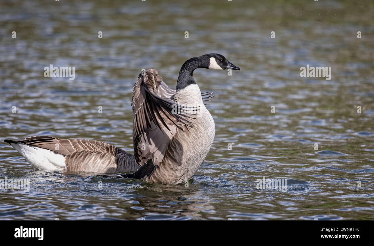 Canada goose flapping hi-res stock photography and images - Alamy