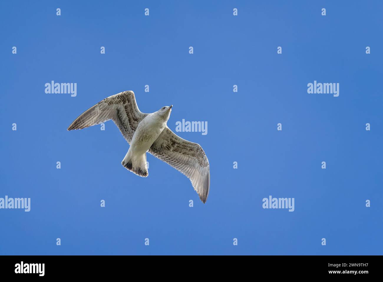 Clsoe up of a juvenile seagull hovering against the wind against a blue ...