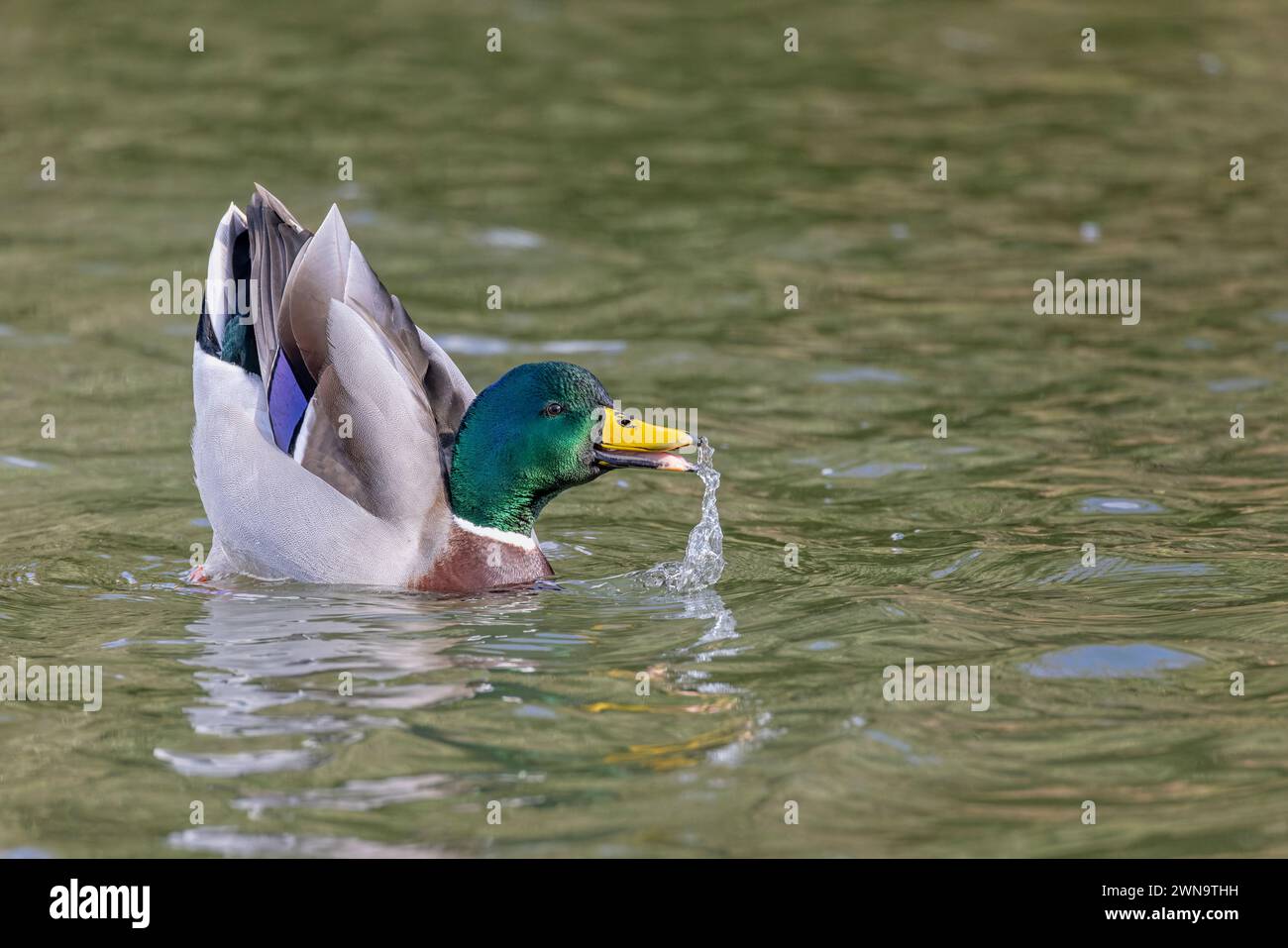 Close up o male Mallard duck bobbing unusually on lake surface with ...