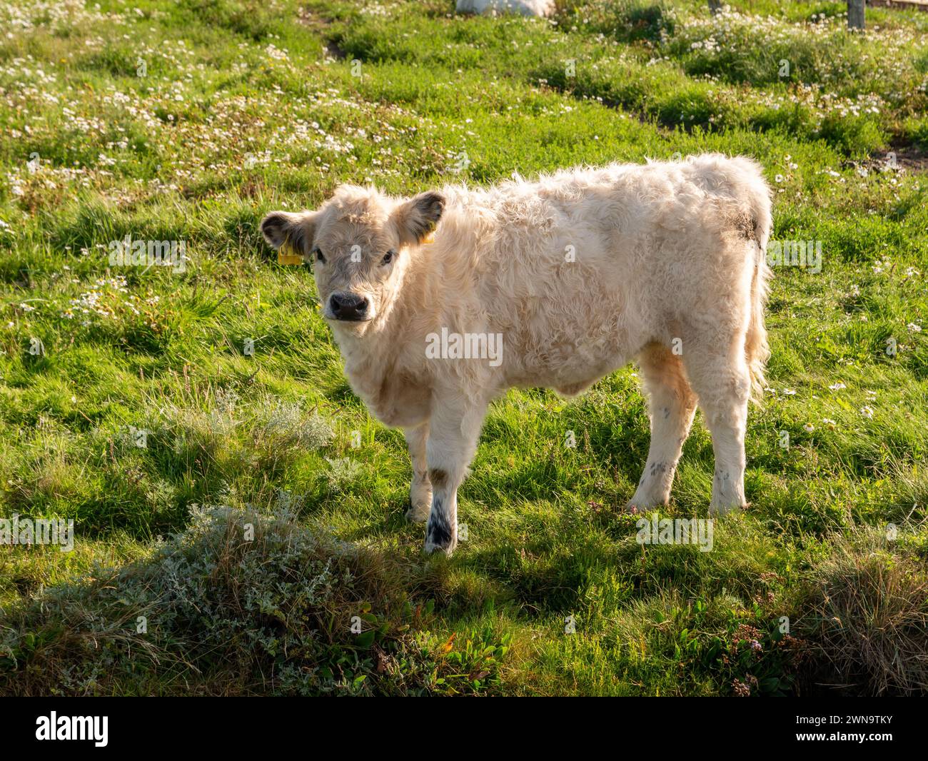 Beige cow side view hi-res stock photography and images - Alamy