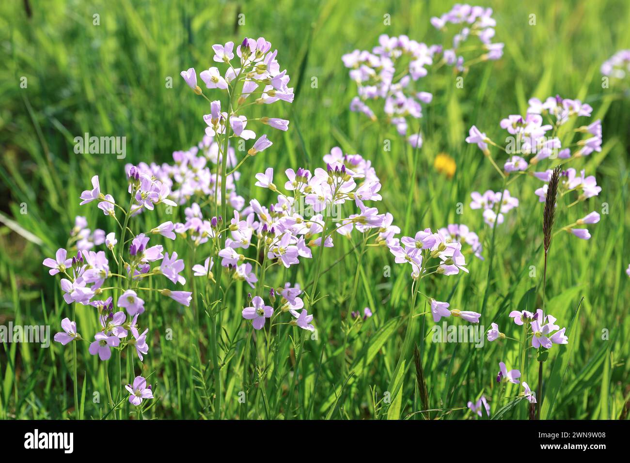 Bright violet blossoms of the cuckoo flower Stock Photo - Alamy