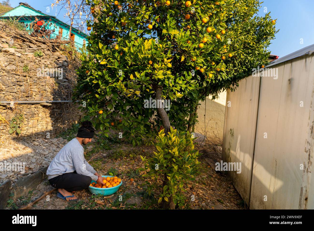 Feb.14th2024, Uttarakhand India. Harvesting Malta Citrus or blood ...