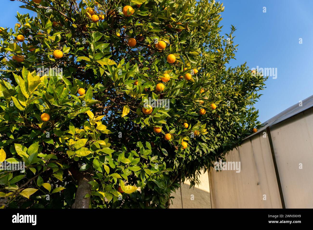 Malta or Blood Orange Citrus fruit tree in Upper Himalayas, Pauri ...
