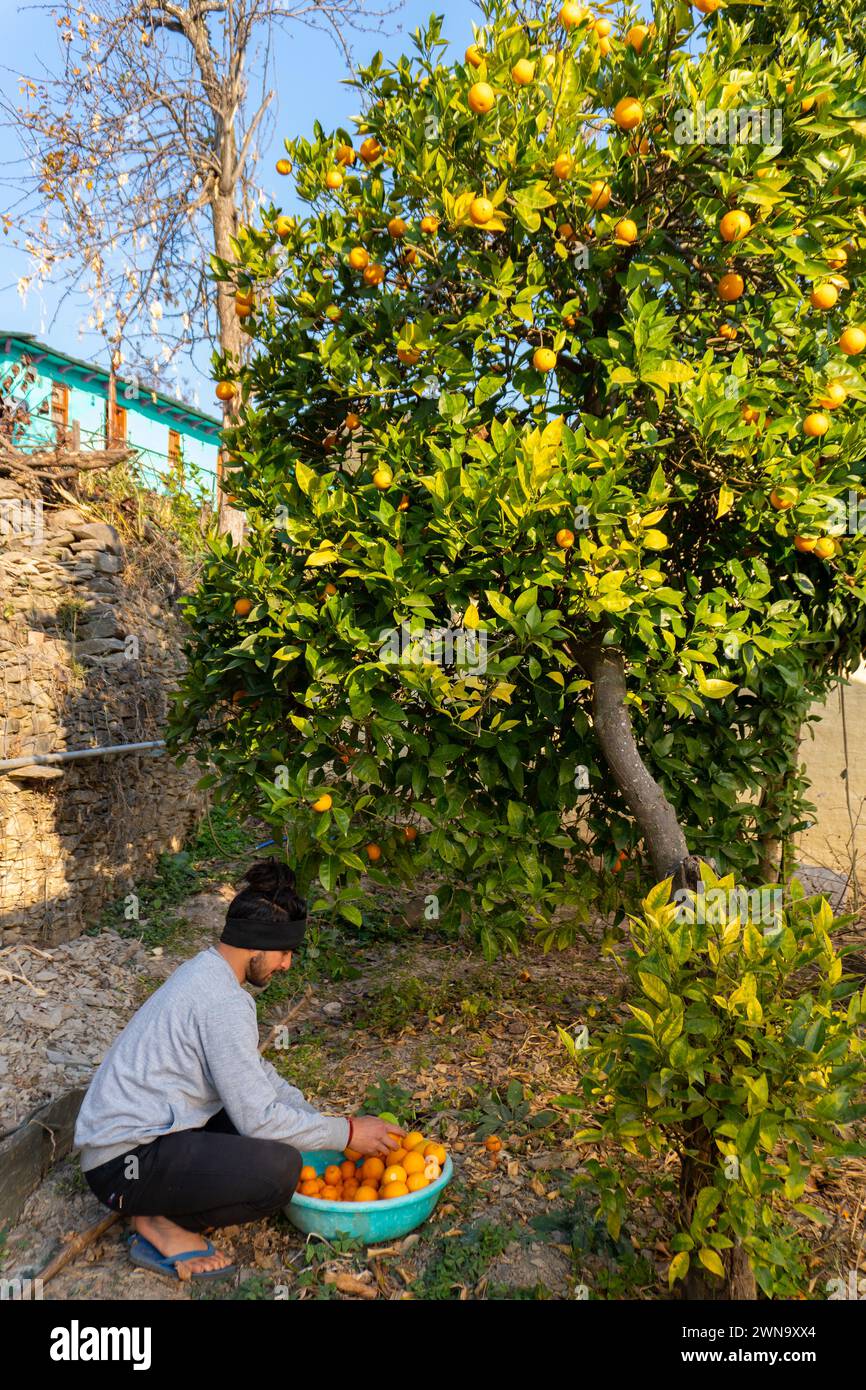 Agriculture fruit hi-res stock photography and images - Alamy