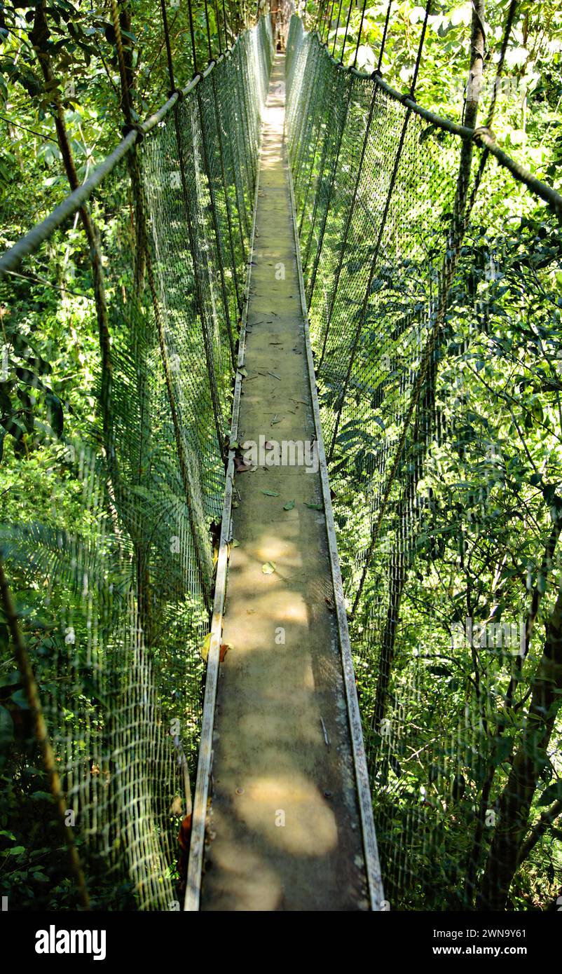Hanging bridge, Atlantic Rainforest, Mata Atlantica, Bahia, Brazil ...
