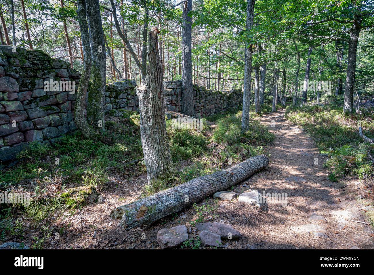 Path of the Gauls. View of the pagan stone wall, stairs and trees Stock ...