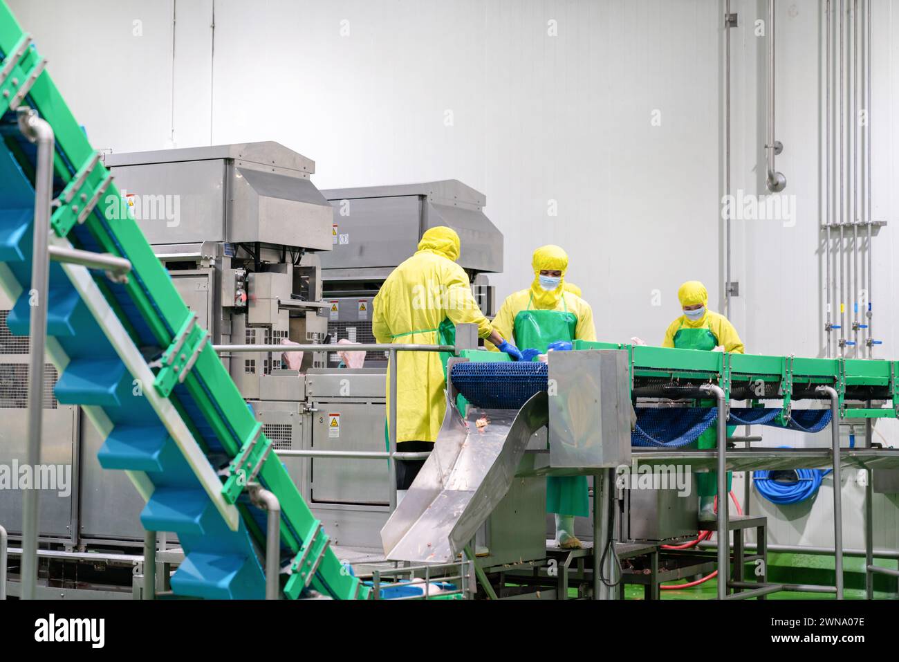 The worker feeds the whole chicken into the automatic chicken parts ...