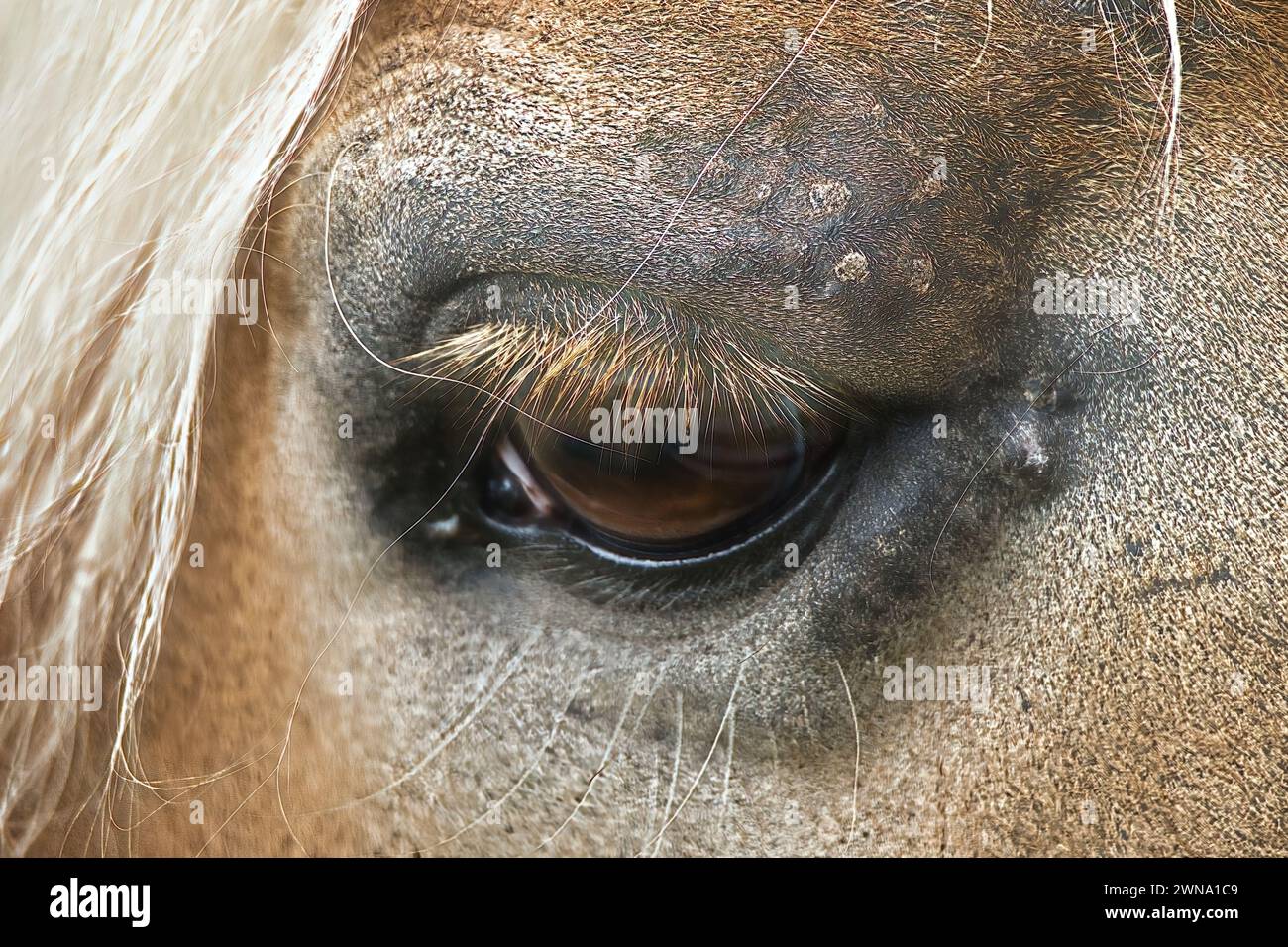 Equine vision sight hi-res stock photography and images - Alamy