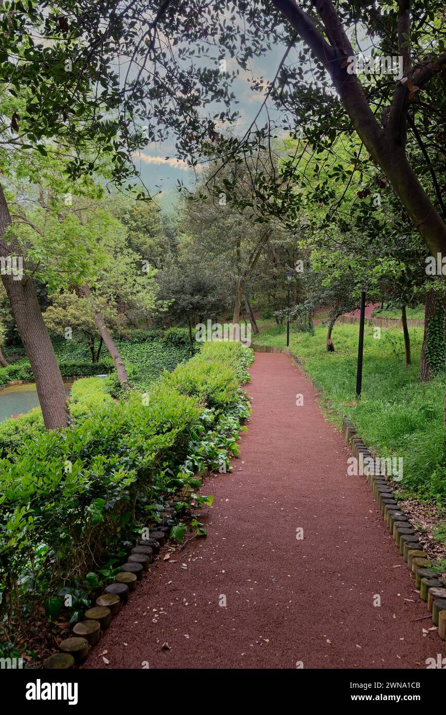 Winding path leads through a lush green forest with lush tall imposing ...