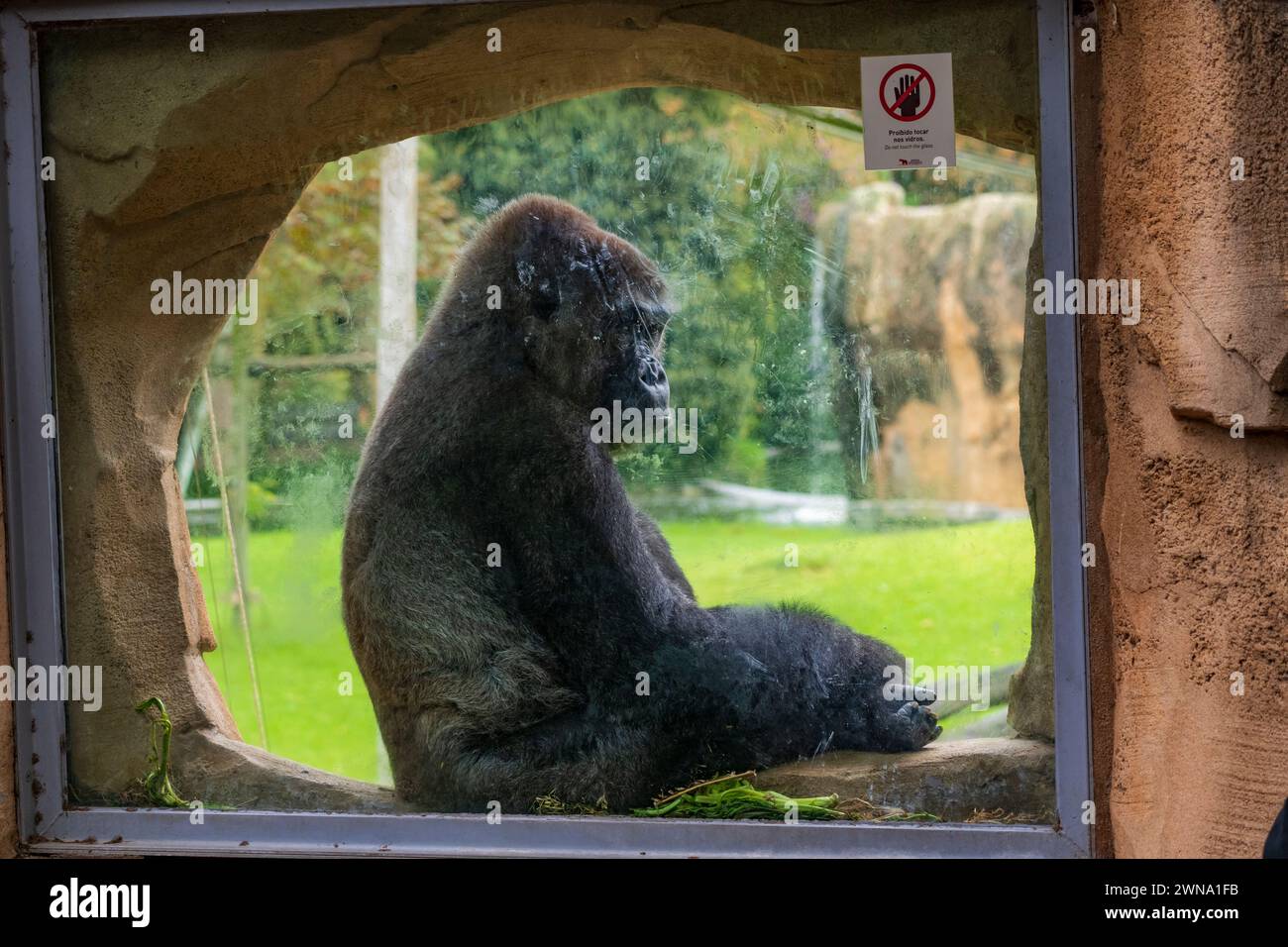 Western lowland gorilla (Gorilla gorilla gorilla) behind a glass window ...