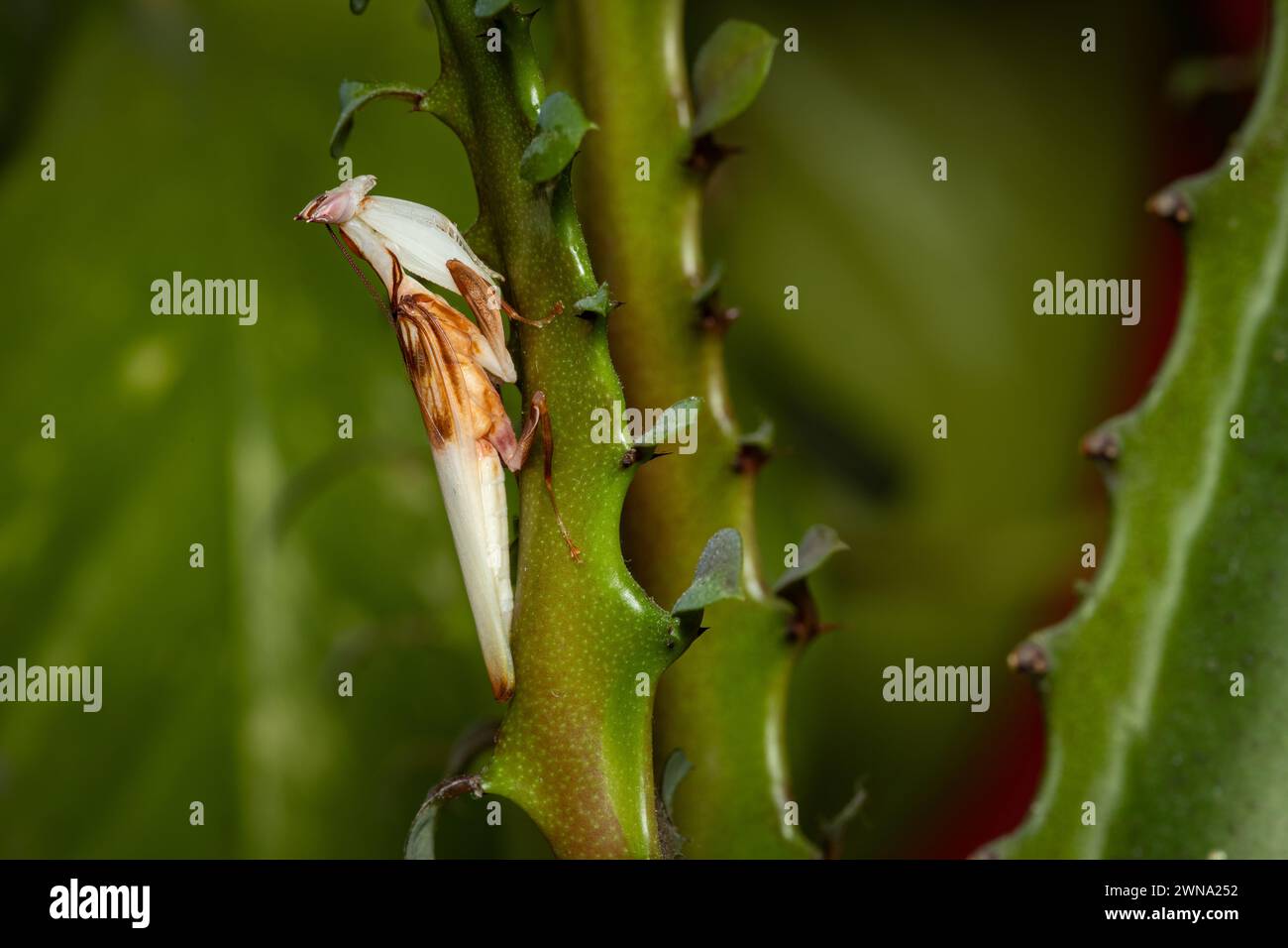 Orchid praying mantis hymenopus coronatus hi-res stock photography and ...